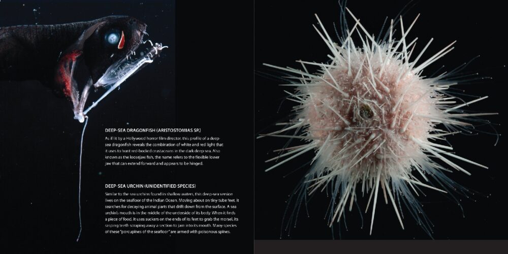 Strange Sea Creatures to explore in amazing new book – For Reading Addicts