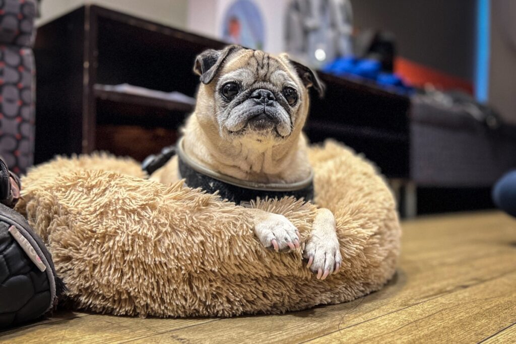 Noodle the Pug to Star in His Own Children’s Book: “Noodle and the No ...